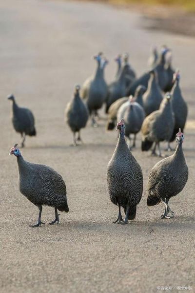 珍珠鸡会飞吗_珍珠鸡飞行能力有多强-第3张图片-山城妙识