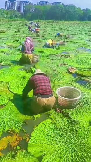 芡实产地哪里最好_芡实产地分布与品质差异-第1张图片-山城妙识