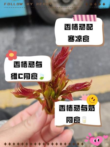 香椿芽不能和什么一起吃_哪些人不能吃香椿芽-第3张图片-山城妙识