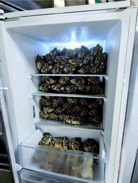 大闸蟹怎么保存才不死_活蟹能放冰箱吗-第2张图片-山城妙识