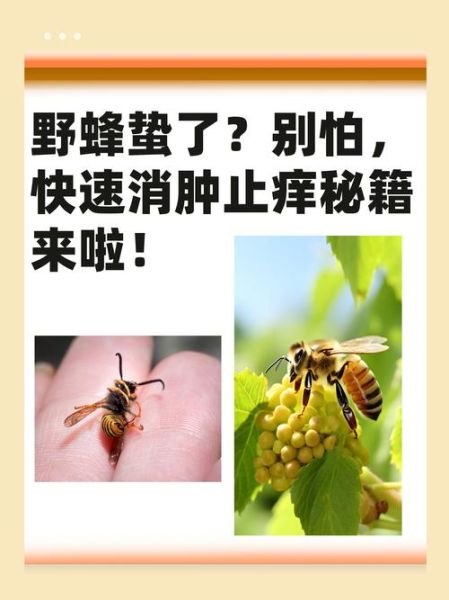 马蜂有毒吗_被马蜂蛰了怎么办-第2张图片-山城妙识