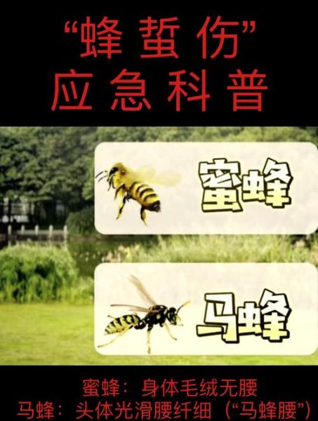 马蜂有毒吗_被马蜂蛰了怎么办-第3张图片-山城妙识