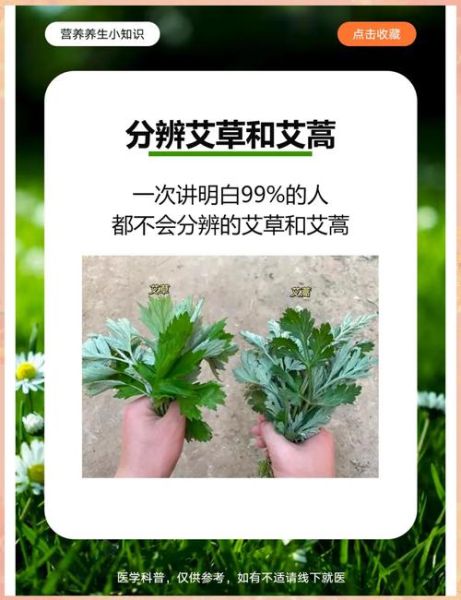 艾蒿和艾草是一种吗_区别与功效对比-第2张图片-山城妙识