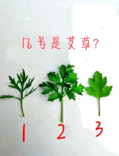 艾蒿和艾草是一种吗_区别与功效对比-第1张图片-山城妙识