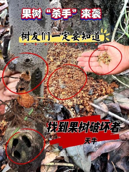 天牛有毒吗_天牛咬人怎么办-第1张图片-山城妙识