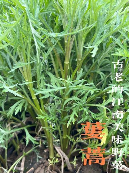 蒌蒿图片长什么样_蒌蒿和艾草怎么区分-第2张图片-山城妙识