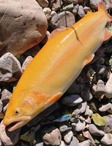 金鳟鱼的鱼鳞怎么处理_金鳟鱼鳞怎么刮干净-第1张图片-山城妙识