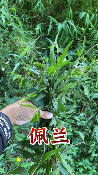 佩兰的功效与作用是什么_佩兰主治哪些疾病-第1张图片-山城妙识 佩兰的功效与作用是什么_佩兰主治哪些疾病-第1张图片-山城妙识