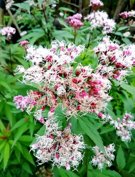 佩兰的功效与作用是什么_佩兰主治哪些疾病-第3张图片-山城妙识 佩兰的功效与作用是什么_佩兰主治哪些疾病-第3张图片-山城妙识