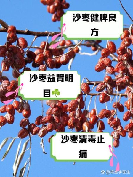 沙枣的功效与作用_沙枣怎么吃-第3张图片-山城妙识