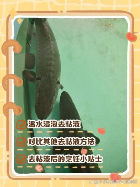 鲟鱼怎么杀图解教程_鲟鱼宰杀步骤详解-第1张图片-山城妙识