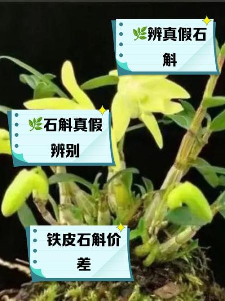 野生石斛图片_如何辨别真假-第1张图片-山城妙识