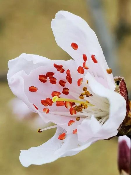 桃花图片大全大图_如何拍摄桃花特写-第2张图片-山城妙识