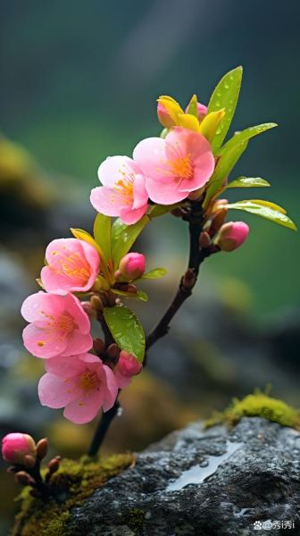 桃花图片大全大图_如何拍摄桃花特写-第1张图片-山城妙识