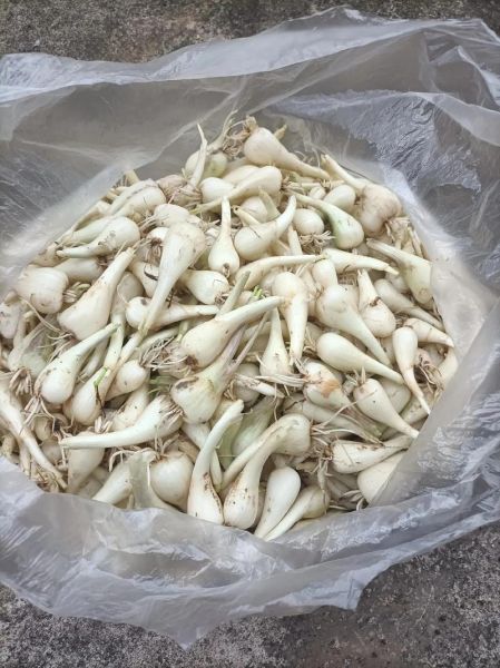 醋泡荞头的功效与作用_醋泡荞头能降血糖吗-第1张图片-山城妙识