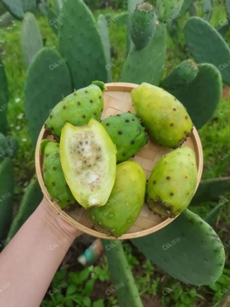 仙人掌果怎么吃_仙人掌果的正确吃法-第2张图片-山城妙识