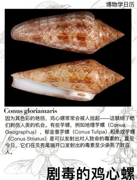 十大有毒螺有哪些_毒性排名-第3张图片-山城妙识 十大有毒螺有哪些_毒性排名-第3张图片-山城妙识