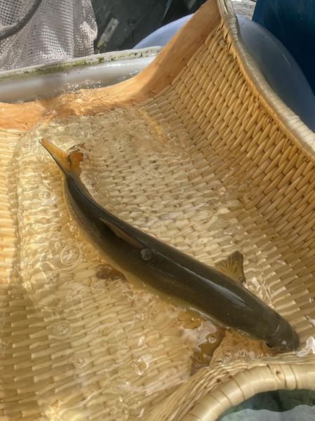 雅鱼多少钱一斤_雅鱼价格为什么差别大-第2张图片-山城妙识