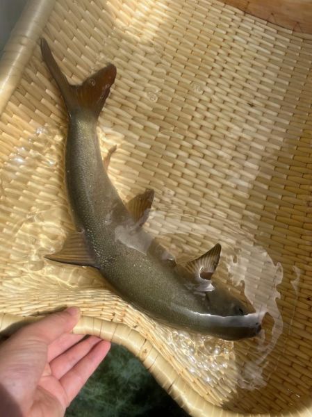 雅鱼多少钱一斤_雅鱼价格为什么差别大-第1张图片-山城妙识