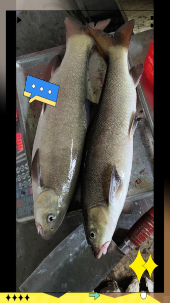 雅鱼多少钱一斤_雅鱼价格为什么差别大-第3张图片-山城妙识