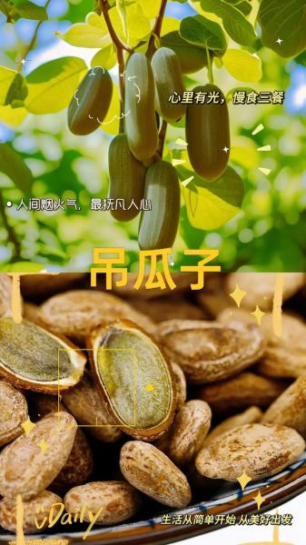 吊瓜子功效与作用_吊瓜子怎么吃最健康-第2张图片-山城妙识