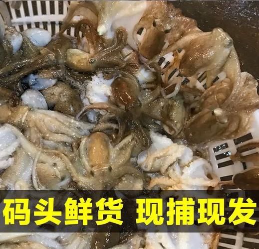 八爪鱼怎么清洗_八爪鱼清洗内脏步骤-第1张图片-山城妙识