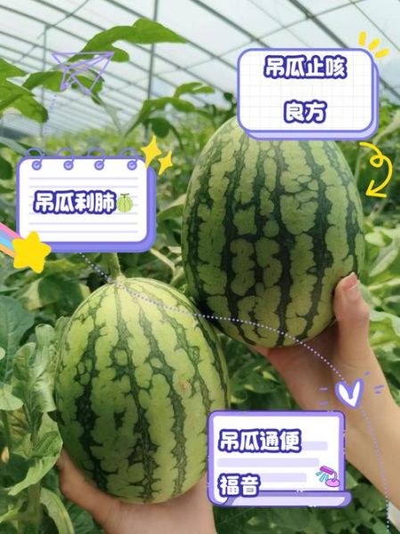 吊瓜子功效与作用_吊瓜子怎么吃最健康-第1张图片-山城妙识