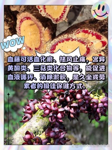 血藤图片_血藤的功效与作用-第2张图片-山城妙识