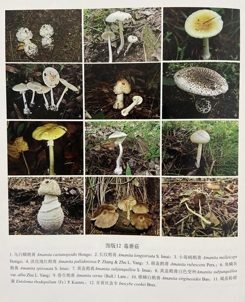 草蘑菇图片_如何辨别有毒品种-第3张图片-山城妙识 草蘑菇图片_如何辨别有毒品种-第3张图片-山城妙识