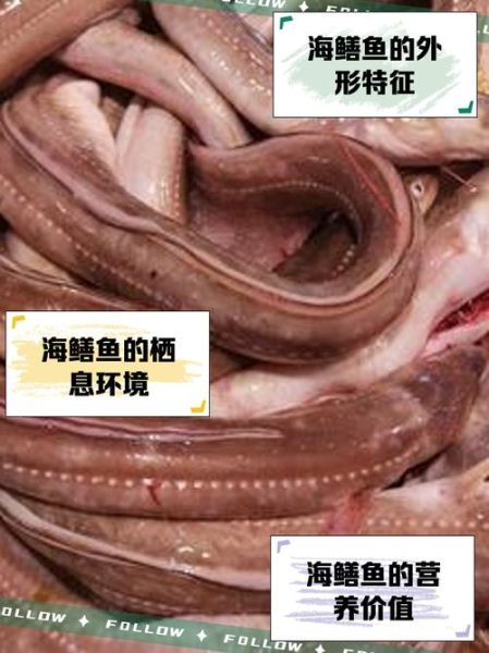 海鳝鱼怎么做好吃_海鳝鱼的家常做法大全-第1张图片-山城妙识 海鳝鱼怎么做好吃_海鳝鱼的家常做法大全-第1张图片-山城妙识