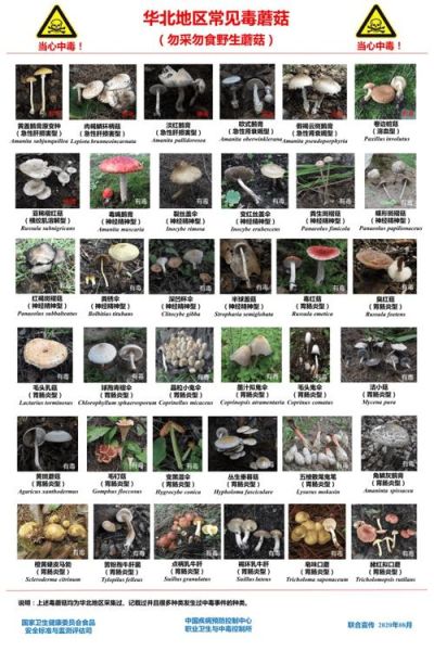 草蘑菇图片_如何辨别有毒品种-第1张图片-山城妙识 草蘑菇图片_如何辨别有毒品种-第1张图片-山城妙识