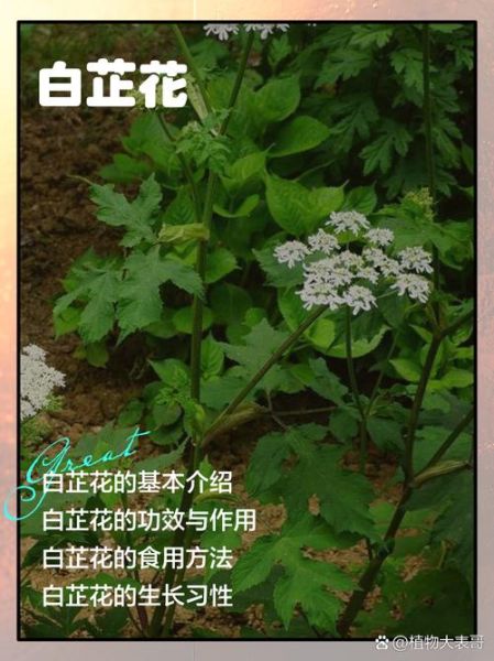 白芷的功效与作用禁忌症_白芷能长期吃吗-第3张图片-山城妙识