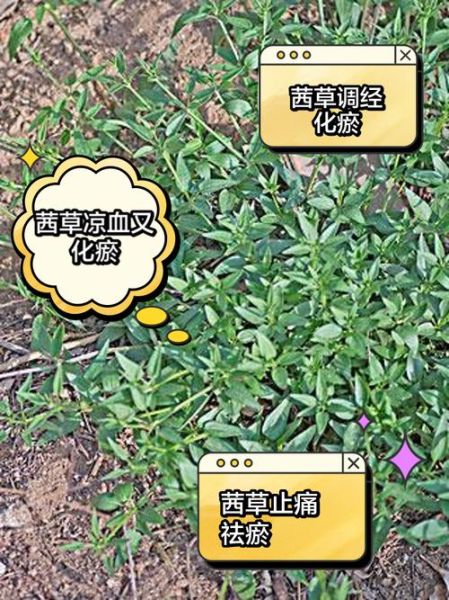 茜草的功效与作用_茜草能治疗哪些疾病-第2张图片-山城妙识