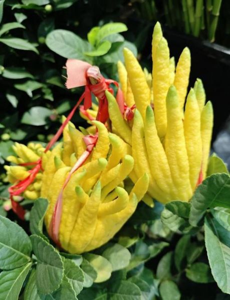 佛手花的功效与作用_佛手花的禁忌有哪些-第1张图片-山城妙识 佛手花的功效与作用_佛手花的禁忌有哪些-第1张图片-山城妙识