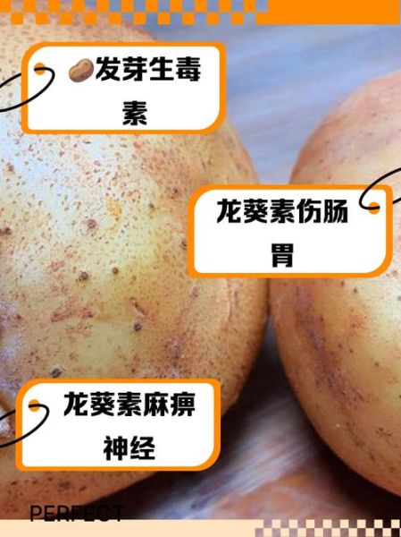土豆的功效与作用及禁忌_什么人不能吃土豆-第3张图片-山城妙识