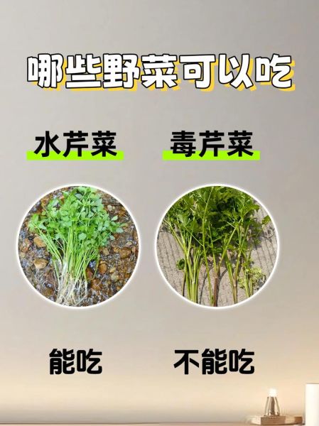 常吃野菜有哪些好处_如何辨别可食用野菜-第3张图片-山城妙识 常吃野菜有哪些好处_如何辨别可食用野菜-第3张图片-山城妙识