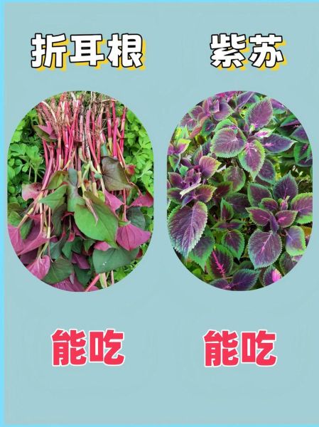 常吃野菜有哪些好处_如何辨别可食用野菜-第2张图片-山城妙识 常吃野菜有哪些好处_如何辨别可食用野菜-第2张图片-山城妙识