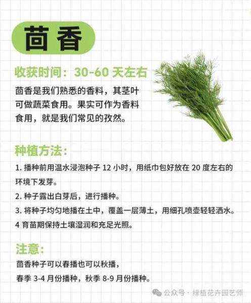 十大香草有哪些_如何在家种植十大香草-第2张图片-山城妙识 十大香草有哪些_如何在家种植十大香草-第2张图片-山城妙识