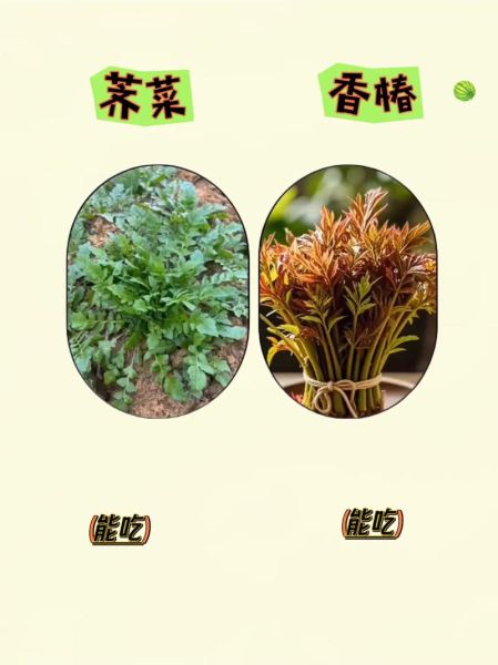 常吃野菜有哪些好处_如何辨别可食用野菜-第1张图片-山城妙识 常吃野菜有哪些好处_如何辨别可食用野菜-第1张图片-山城妙识