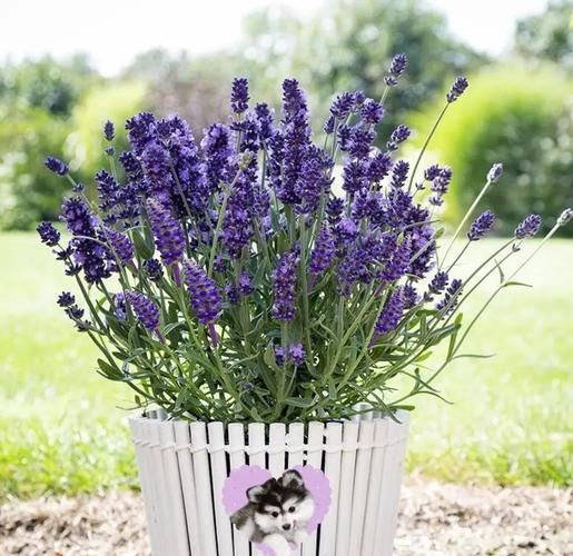 十大香草有哪些_如何在家种植十大香草-第3张图片-山城妙识 十大香草有哪些_如何在家种植十大香草-第3张图片-山城妙识