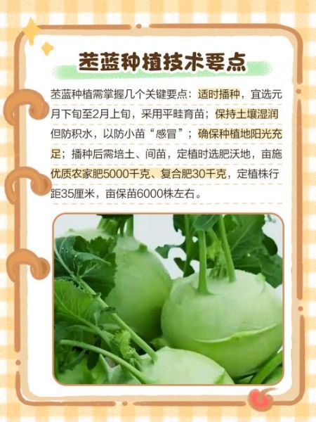 水果苤蓝种子怎么种_水果苤蓝种子多少钱-第2张图片-山城妙识