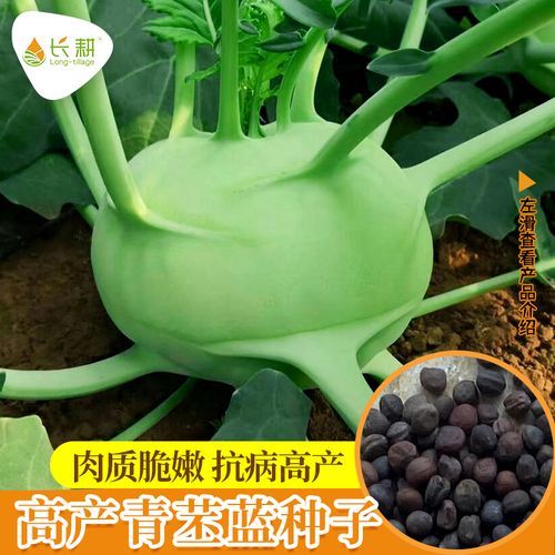 水果苤蓝种子怎么种_水果苤蓝种子多少钱-第3张图片-山城妙识