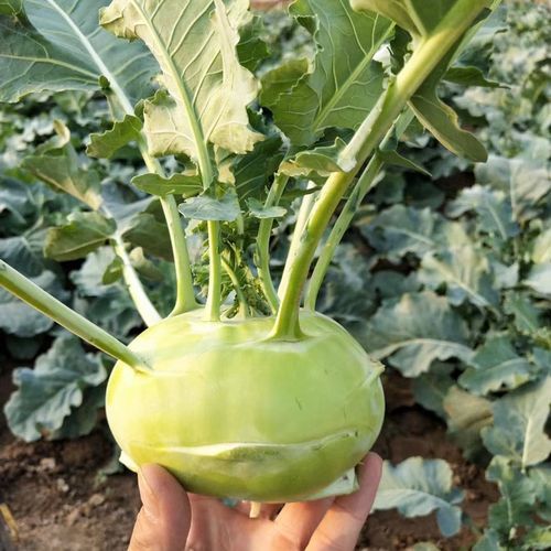 水果苤蓝种子怎么种_水果苤蓝种子多少钱-第1张图片-山城妙识