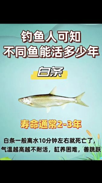 白条鱼为什么容易死_白条鱼死亡原因-第1张图片-山城妙识