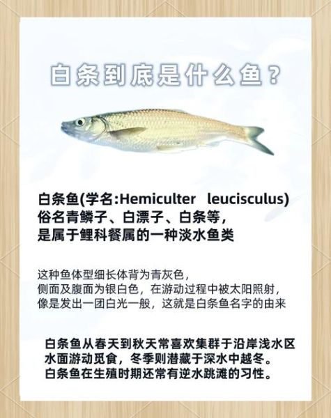 白条鱼为什么容易死_白条鱼死亡原因-第2张图片-山城妙识