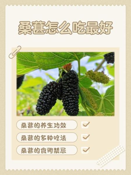 桑葚一天吃多少粒最好_吃多了会怎样-第1张图片-山城妙识