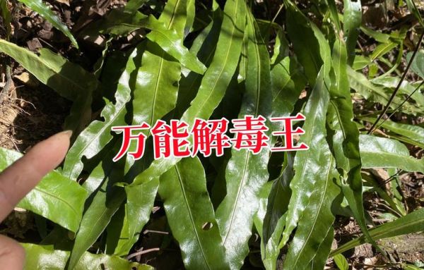 解百毒的中药有哪些_解百毒的中药怎么用-第3张图片-山城妙识