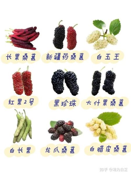 桑葚一天吃多少粒最好_吃多了会怎样-第3张图片-山城妙识