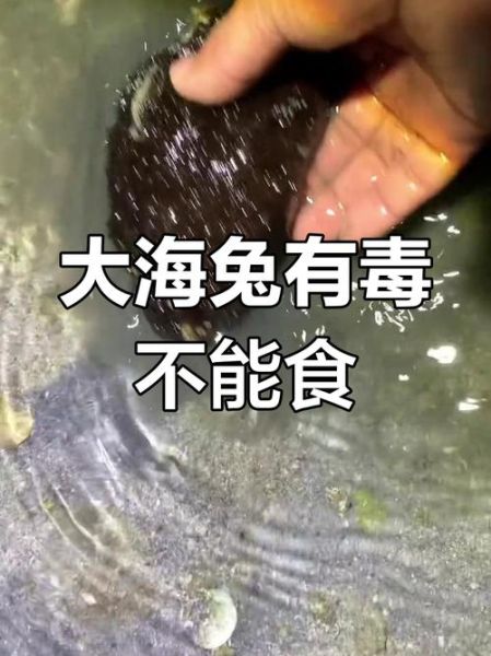 海兔是什么意思_海兔和海参的区别-第1张图片-山城妙识