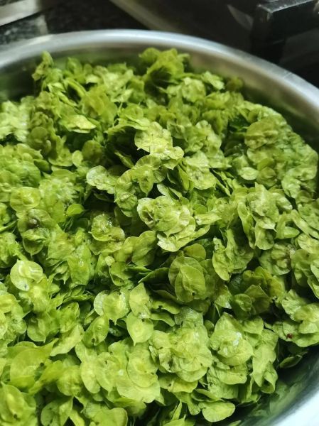 晒干的榆钱怎么吃_榆钱干保存多久还能吃-第1张图片-山城妙识